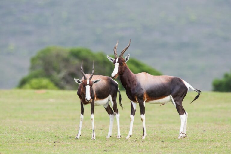 Bontebok - Karoo 2 Coast Hunting Safaris
